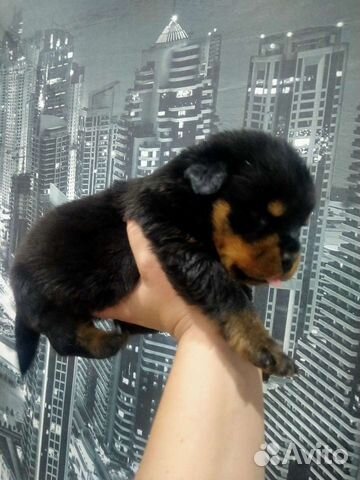 Щенки ротвейлера бесплатно