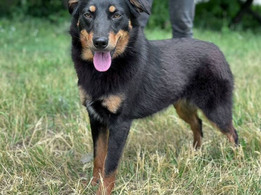 Щенок Бона ищет дом