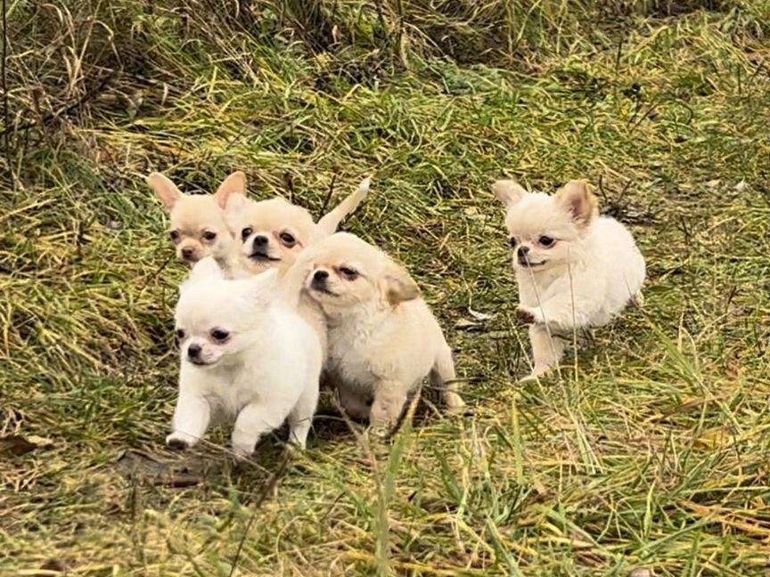 Красота, спасет мир