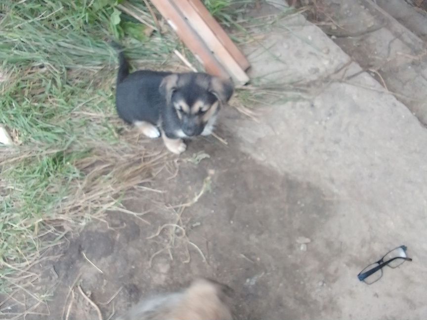 Русский охотничий спаниель помесь с.овчаркой