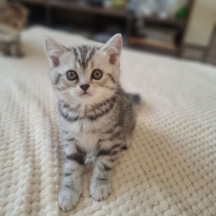 Шотландские котята