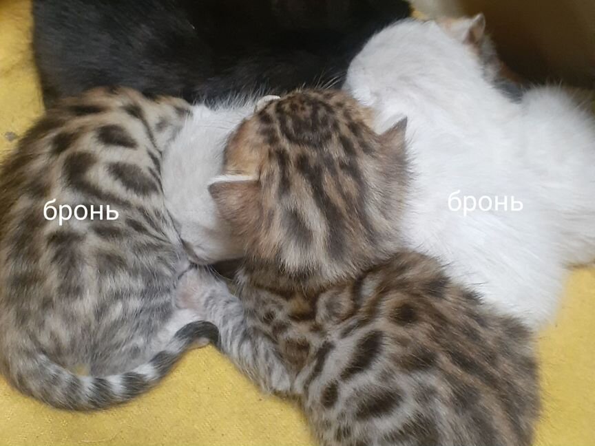Котята бенгалы