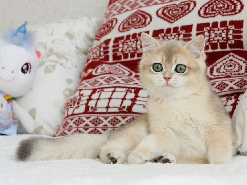 Британская шиншилла голубое золото