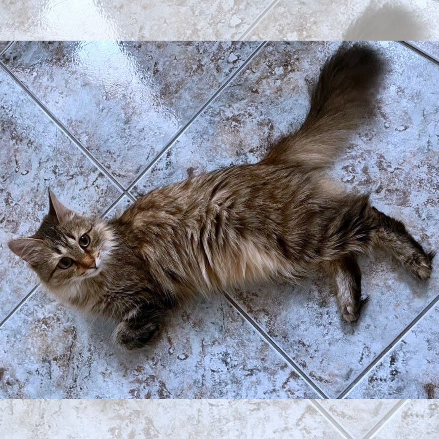 Взрослая, кошка в добрые руки