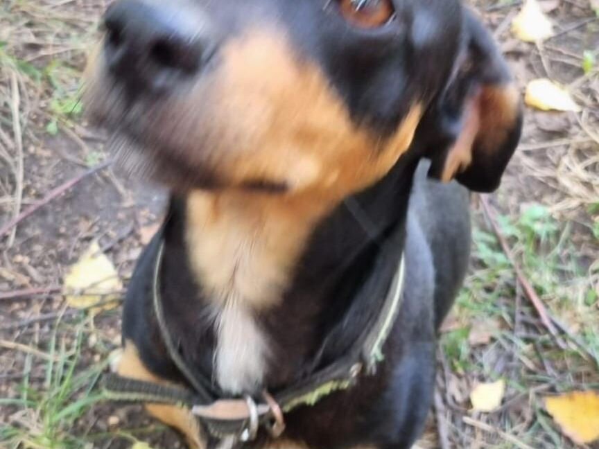 Молодой кобель таксы погибает в деревне