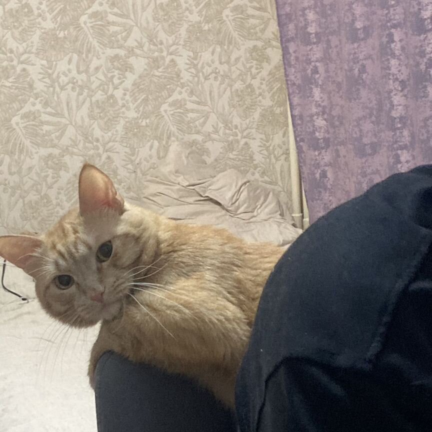 Рыжик кот