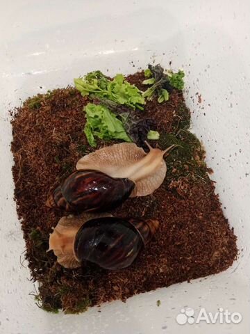 Улитки Ахатины с контейнером и кормом