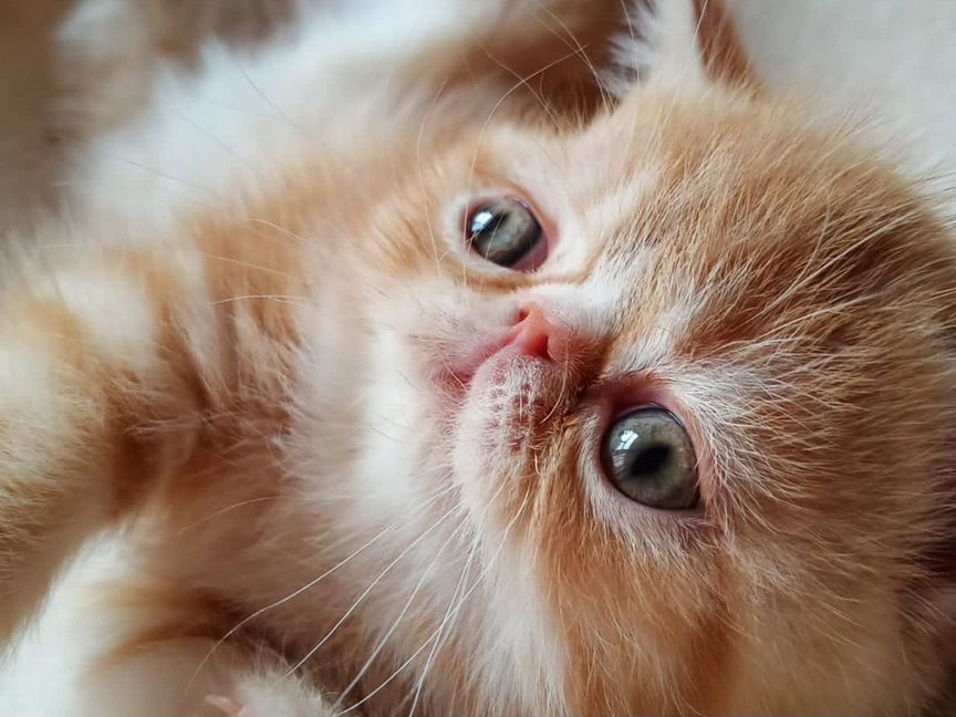 Экзотические короткошерстные котята