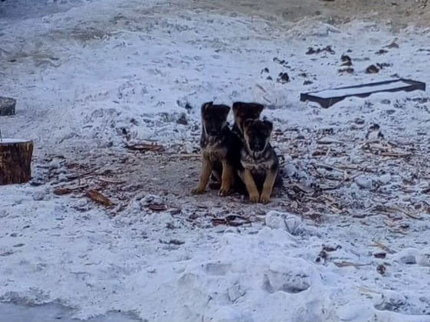 Немецкая овчарка