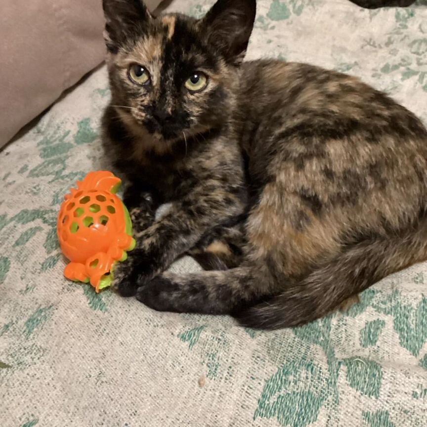 Нужен дом кошечке