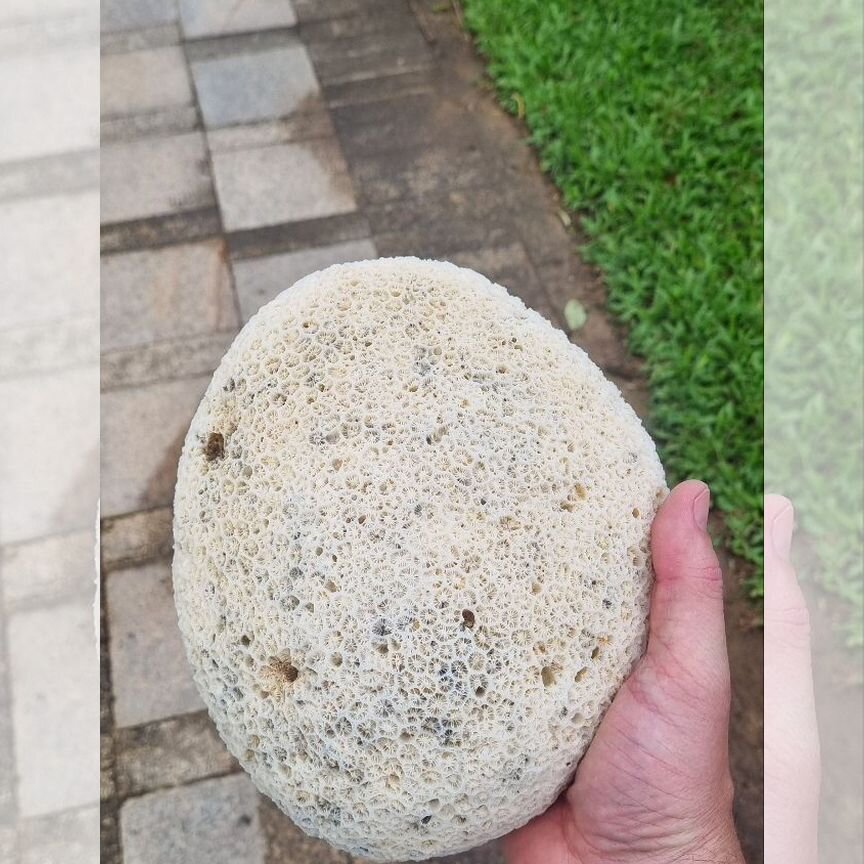 Морские кораллы