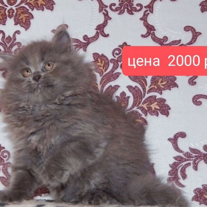 Шикарные сибирские котята