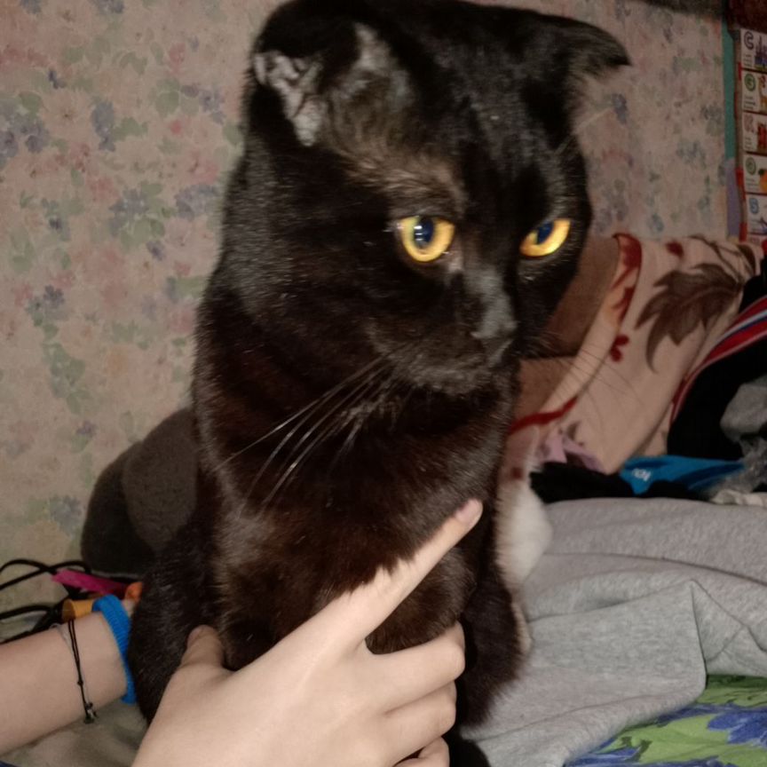 Сиамский, взрослый кот