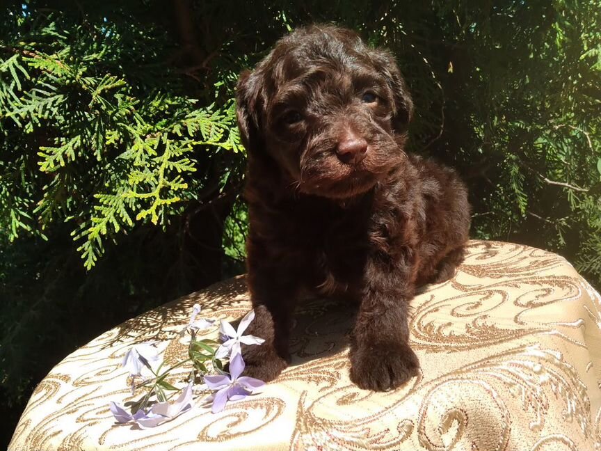 Мальтипу малыши мини