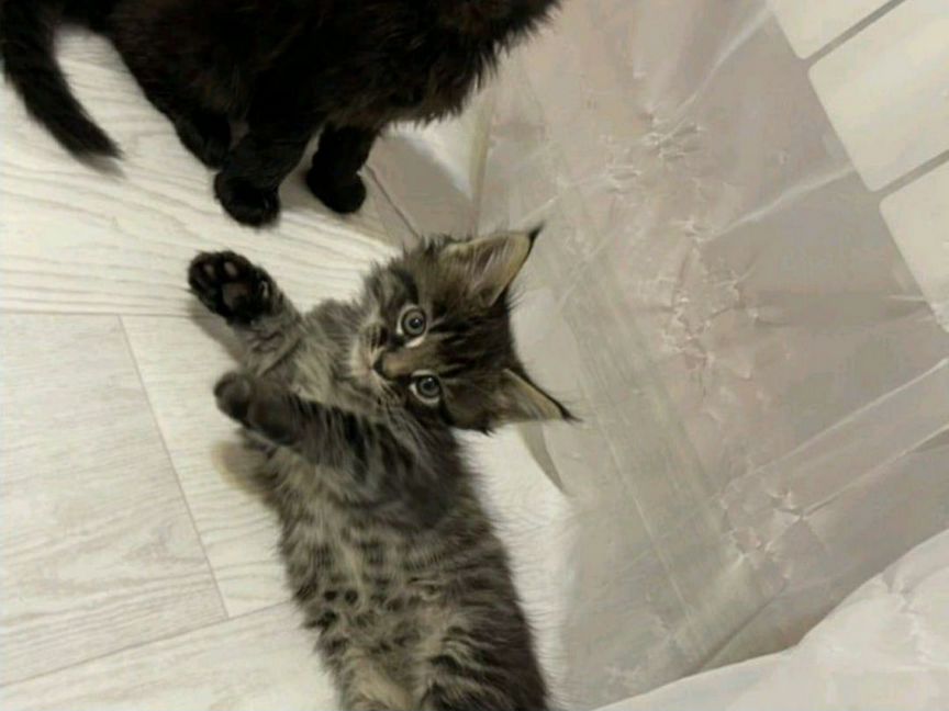 Великолепные шилопопики с кистями в твой дом