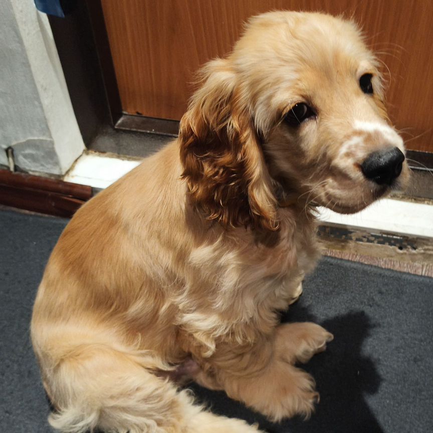 Английский кокер-спаниель, щенок