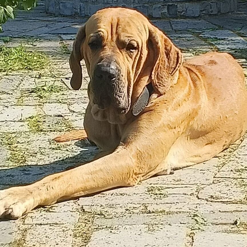 Отдам собаку в очень хорошие руки