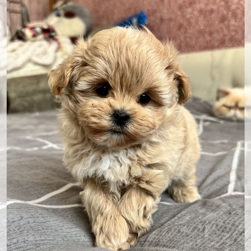 Мальтипу, щенок