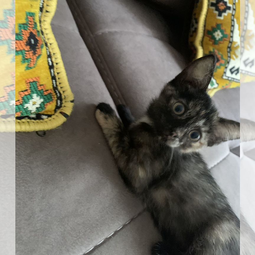 Котенок ищет крутых хозяев