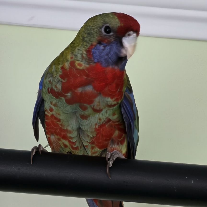 Попугай Розелла подросток