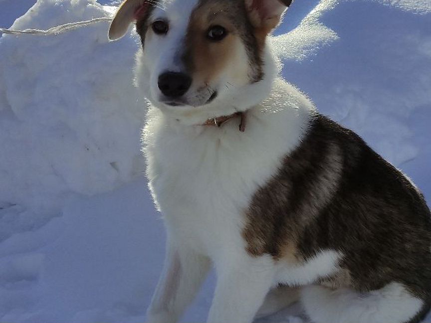 Щенок Ириска