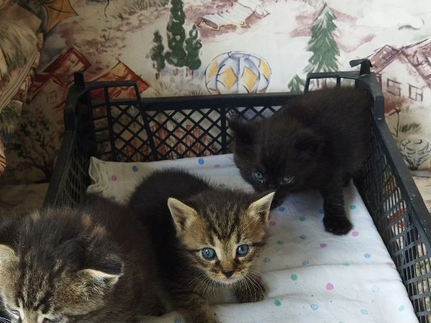 Кошки в добрые руки