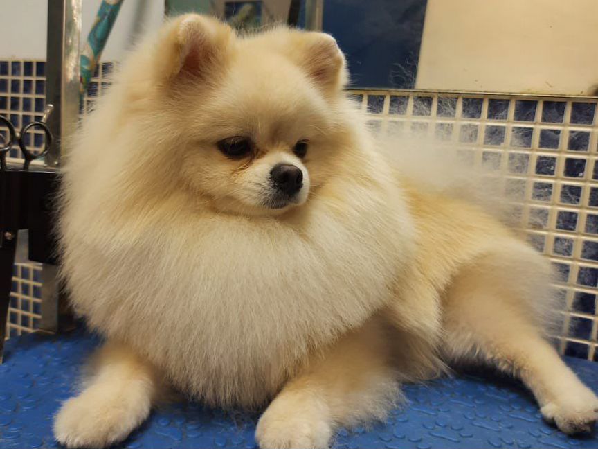 Малый шпиц в Померанском стиле тип мишка вязка