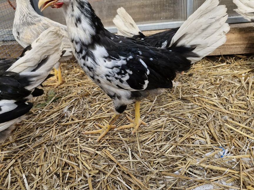 Петушки 2.5 месяца