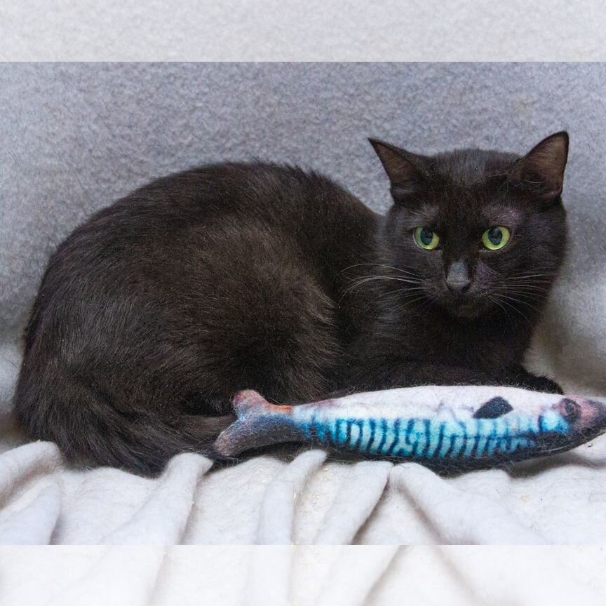 Взрослая кошка в добрые руки