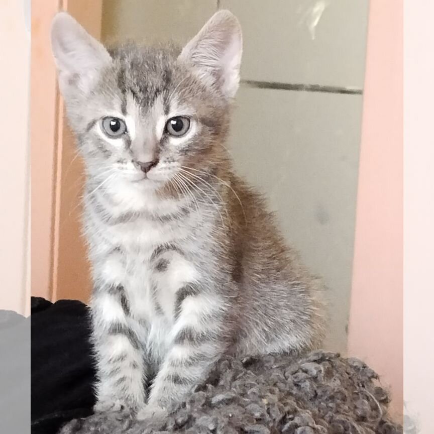 Котенок, 1,5 мес