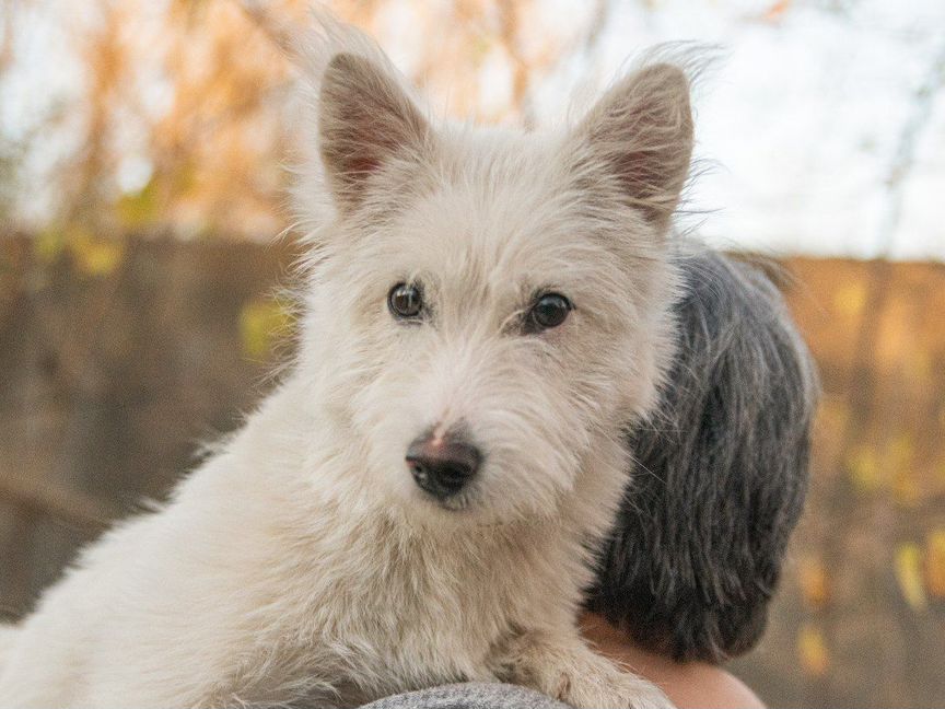 Зайка Банни 6,8 кг в поисках дома (в добрые руки)