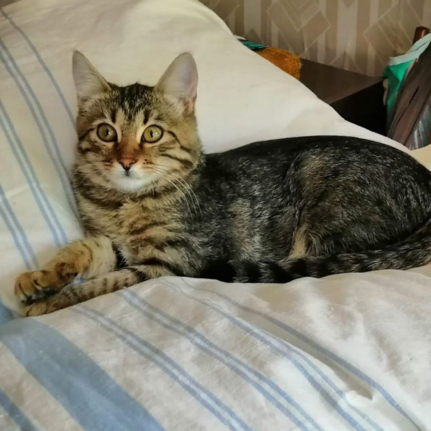 Котенок девочка в добрые руки