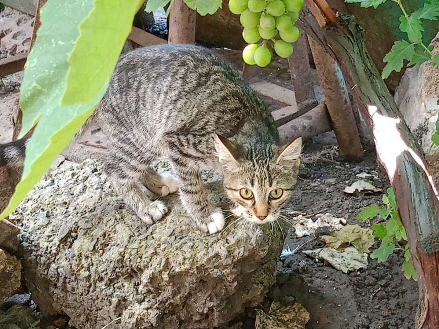 2 котика, 1 кошка. 1 Шотландский кот