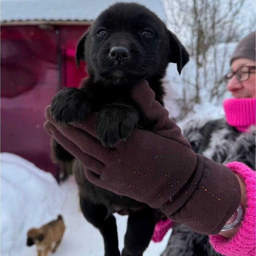 Щенок в добрые руки