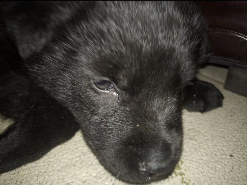 Щенки в добрые руки отдам бесплатно