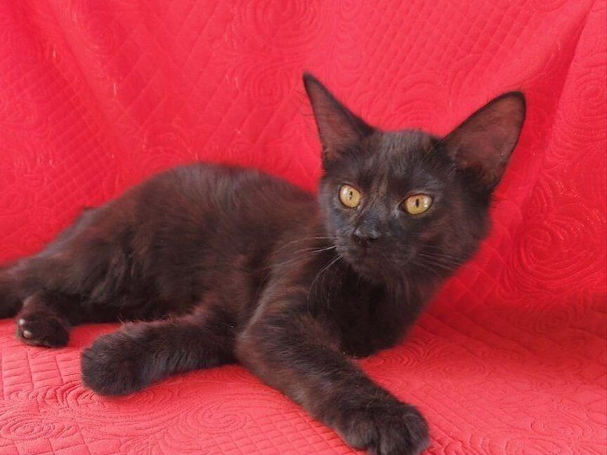 Милая девченка,игривая