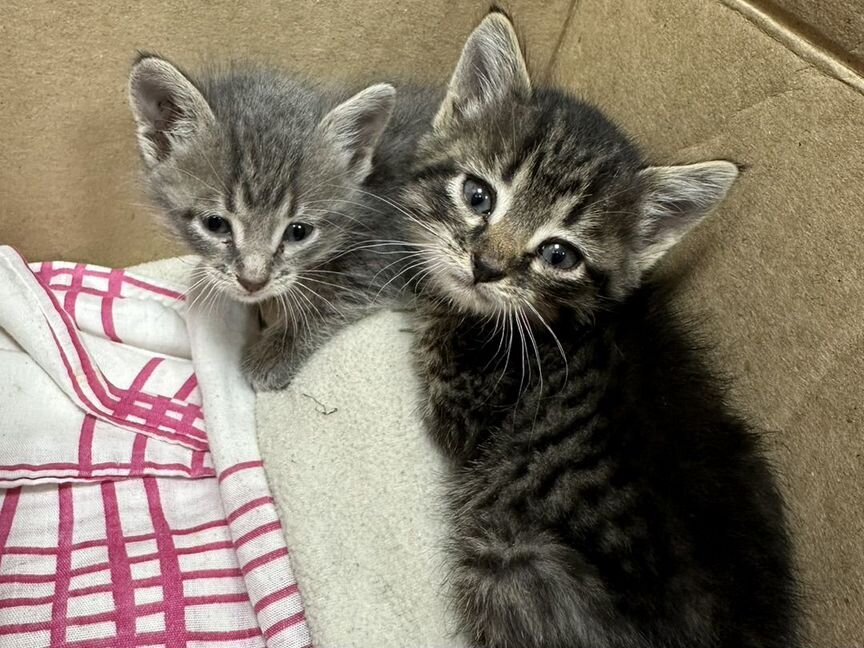 Котята в добрые руки