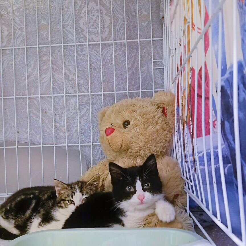 Котята в добрые руки