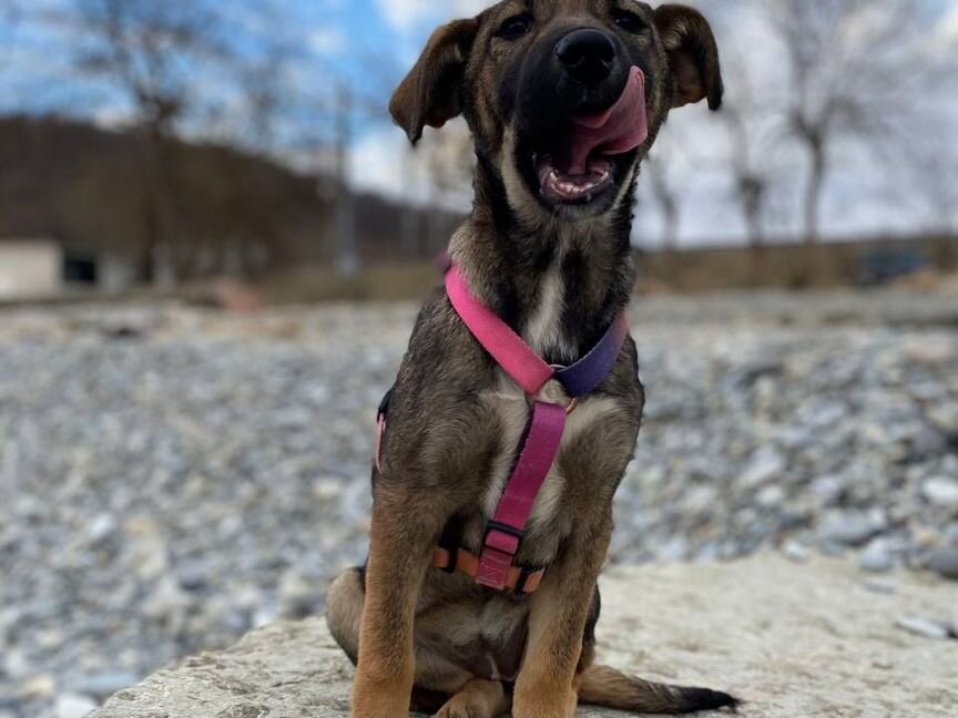 Милый ангелочек Хейли в добрые руки