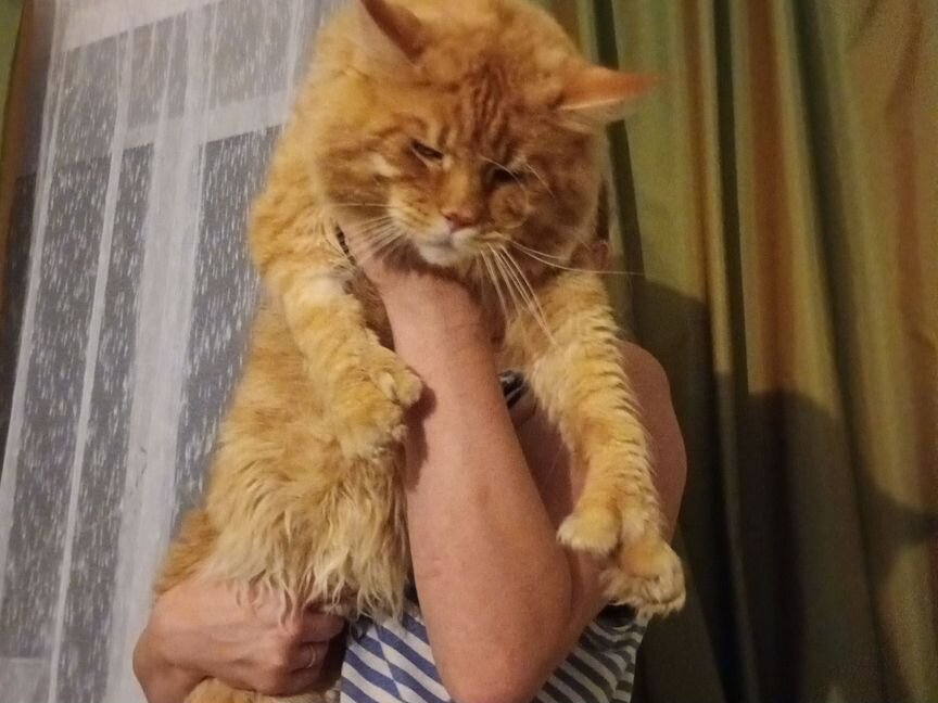 Мейн-кун
