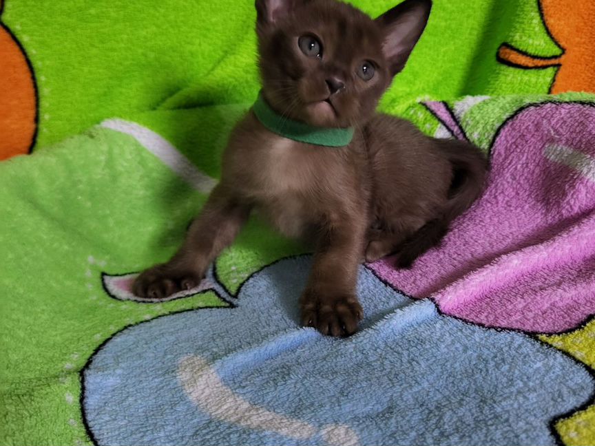 Бурманские котята