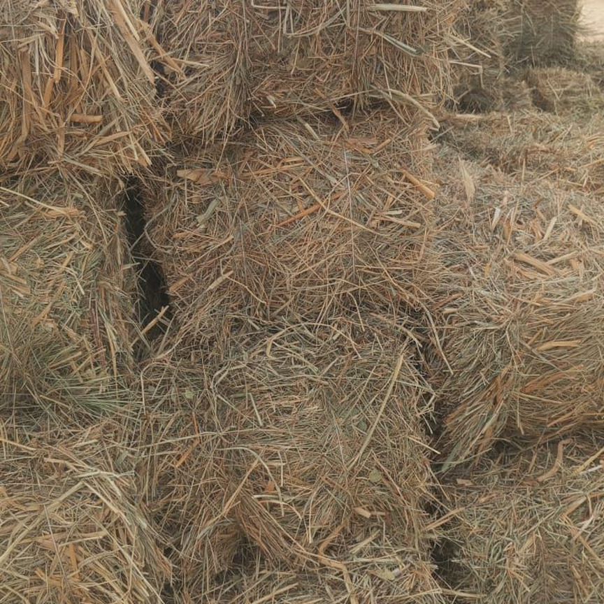 Сено в перемешку с молодым камышом
