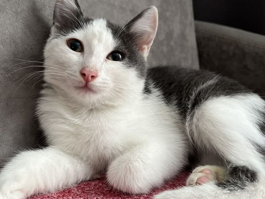 Котенок мальчик. Анатолийской породы