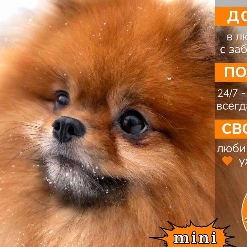 Померанский шпиц, щенок