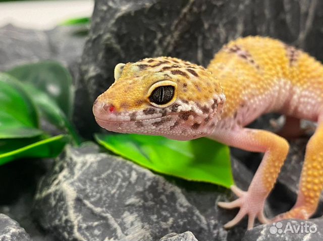 Тигрровый эублефар