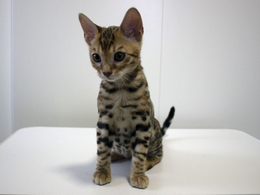 Бенгальские котята розетка на золоте