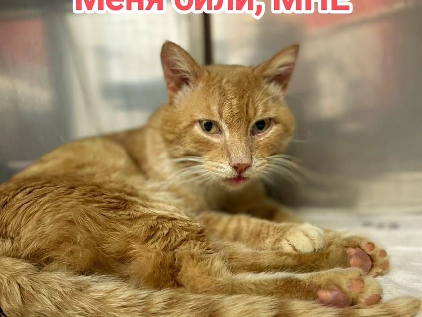 Котик лавр ищет дом