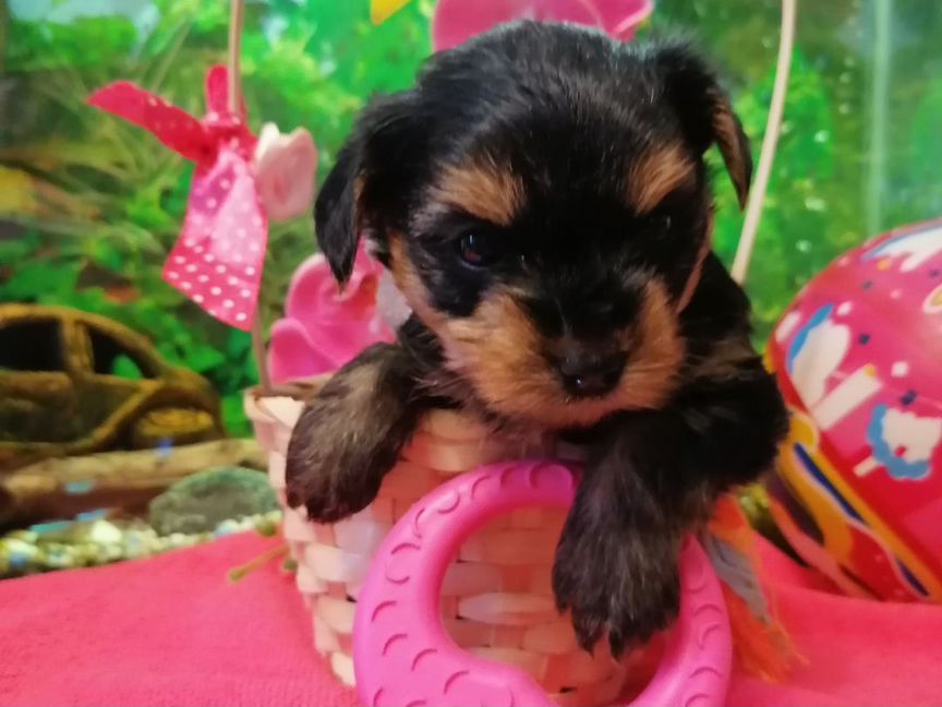 Йоркширский терьер