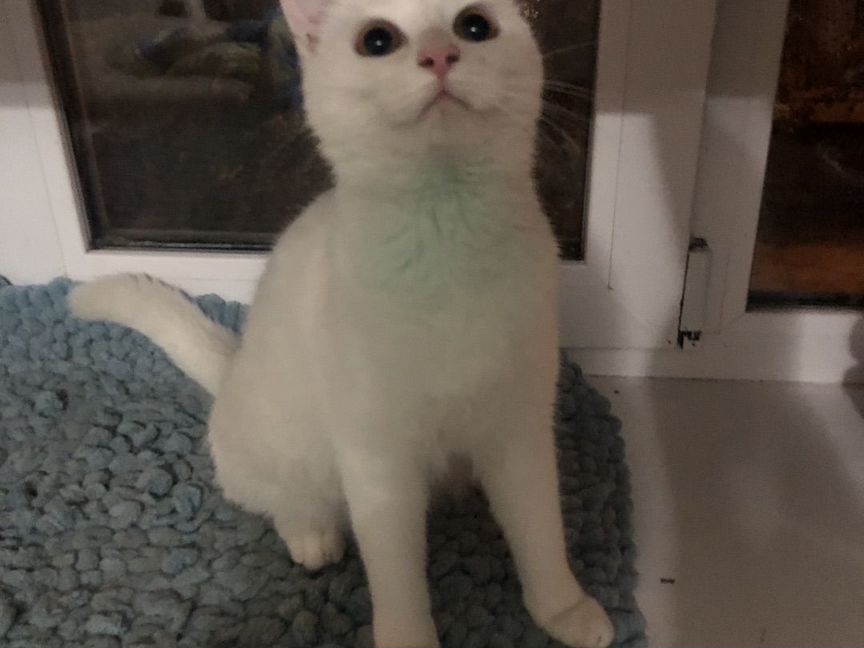 Кошка в дар