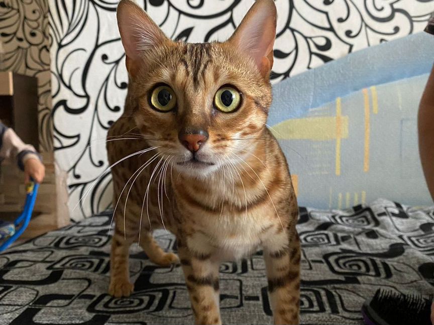 Бенгальская кошка бесплатно